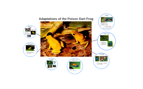 Adaptations of the Poison Dart Frog by Chloe Chan on Prezi