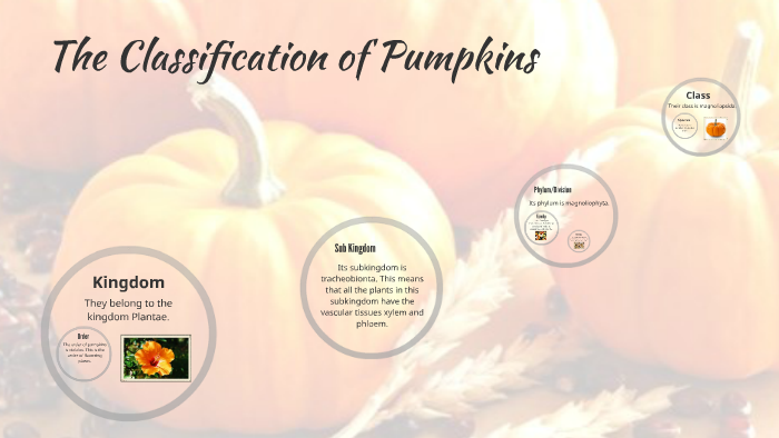 The classification of pumpkins by Sydney S on Prezi