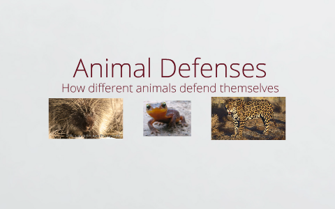 Defense Mechanisms by Tyler Claycomb on Prezi