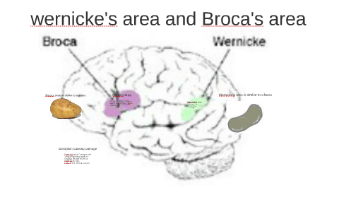 Wernicke's area and Brocas area by Caitlen Barham on Prezi