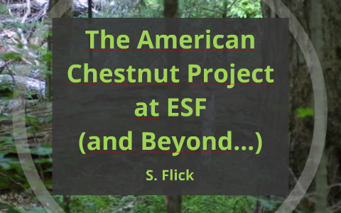 The American Chestnut Project at ESF by S. Flick on Prezi