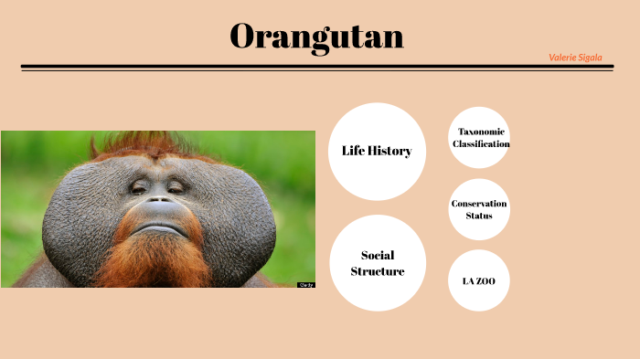 primate observation by Valerie Sigala on Prezi