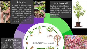 ciclo de vida durazno by rai maldonado on Prezi Design
