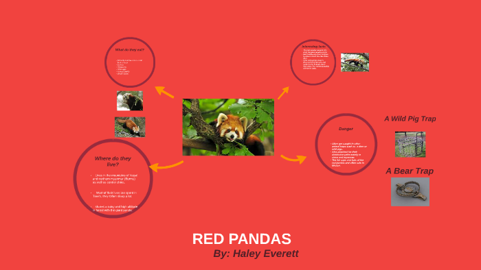 RED PANDAS by Haley Everett on Prezi