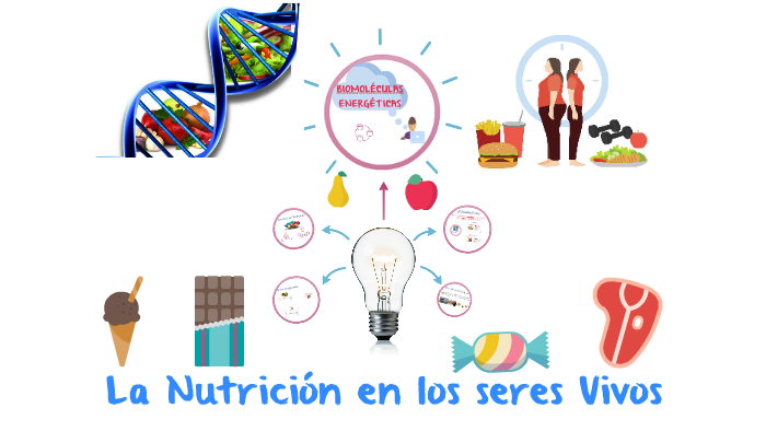 Diferentes Tipos De Nutricion En Los Seres Vivos Esta Diferencia ... Diferentes Tipos De Nutricion En Los Seres Vivos Esta Diferencia ...