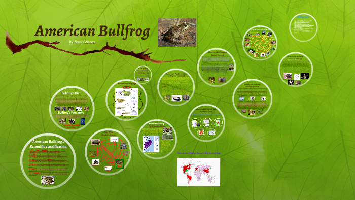 American Bullfrog Food Chain