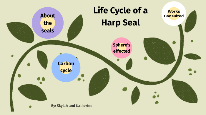 Harp Seal life cycle by Skylah Gauvin on Prezi