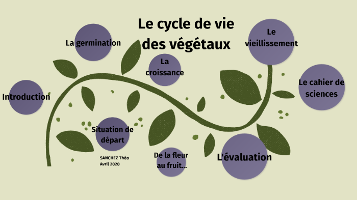 Le cycle de vie des végétaux by Théo SANCHEZ on Prezi