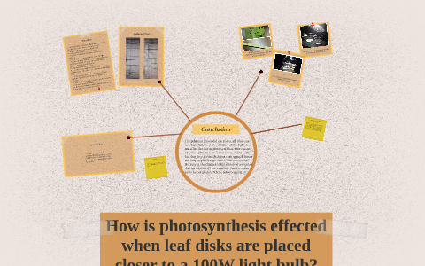 How is photosynthesis affected when leaf disks are placed cl by on Prezi