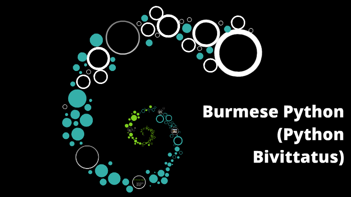 Burmese Python (Python Bivittatus) by james johns on Prezi