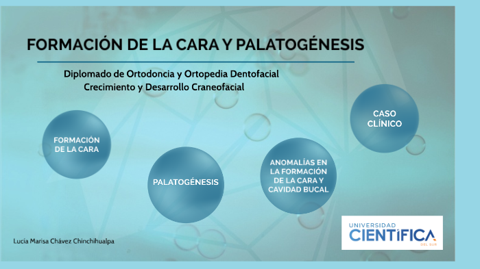 Formación de la cara y Palatogénesis by Rodrigo Chávez on Prezi