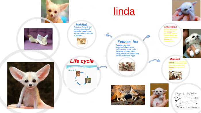 fennec fox by menyu li on Prezi