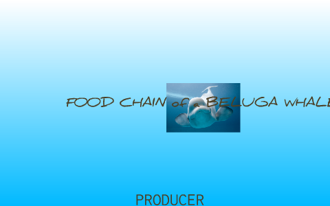 FOOD CHAIN of a BELUGA WHALE by Destiny Glover on Prezi