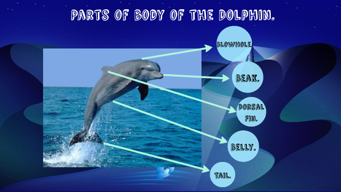body parts of Dolphin. by Mishel Parreño on Prezi
