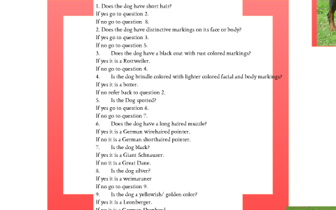 Dichotomous Key: Large breed dogs originated from Germany by melyn ...