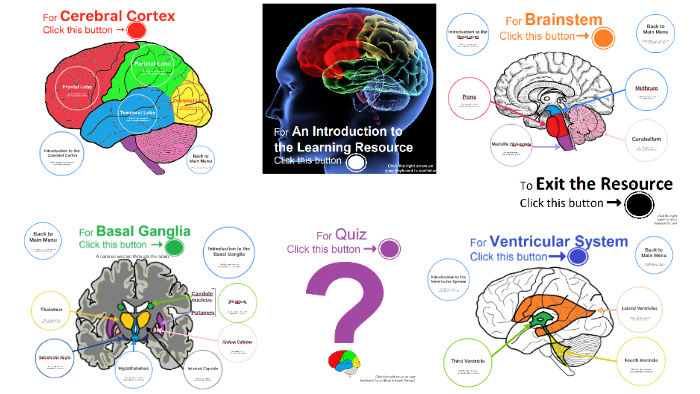 An Introduction To Neuroanatomy By Katherine Taylor On Prezi