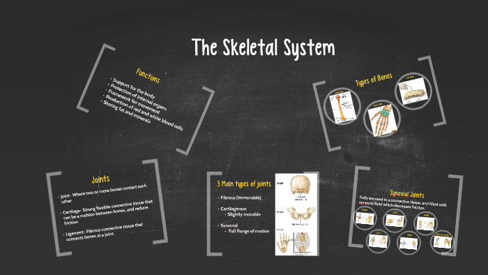 The Skeletal System by Brant Maxwell