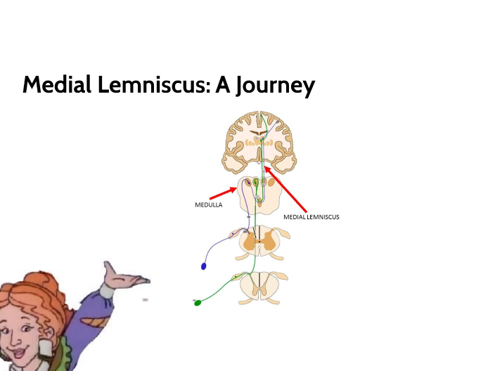 Medial Lemniscus by Corey Baker on Prezi