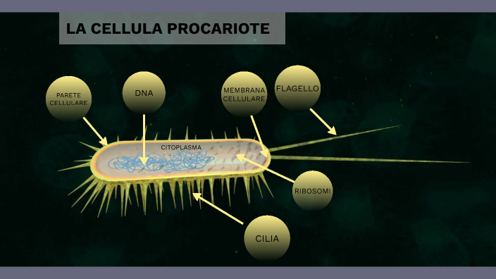 LA CELLULA PROCARIOTE by Simone Carrara on Prezi
