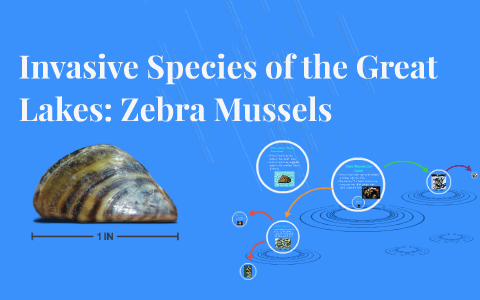 Invasive Species of the Great Lakes: Zebra Mussels by Sadie Warson