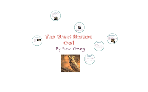 Great Horned Owl by Sarah C on Prezi