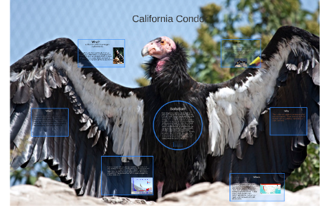 Endangered Species: California Condor by Josue Villegas on Prezi