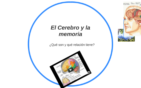 El Cerebro Y La Memoria By Edmundo D Arlas On Prezi