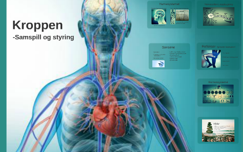 Kroppen by Liselotte Wedervang on Prezi