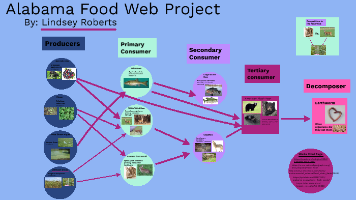 alabama food web by Lindsey Roberts on Prezi