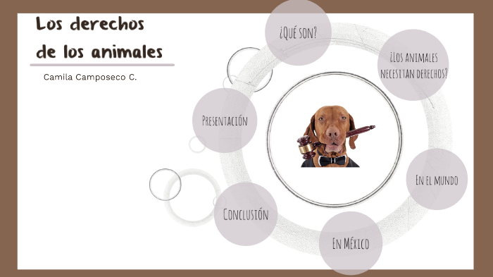 Los derechos de los animales by Cam Camposeco on Prezi