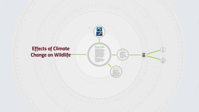 How Climate Change Affects the Wildlife by mustafa popal on Prezi