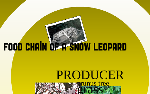 Food Chain of a Snow Leopard by Darius Dillard on Prezi