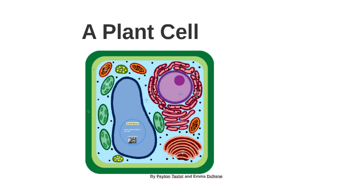 Plant Cell Presentation by Emma Dufrene on Prezi