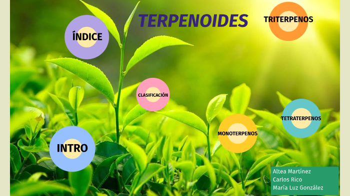 TERPENOIDES by procesos Separacion on Prezi