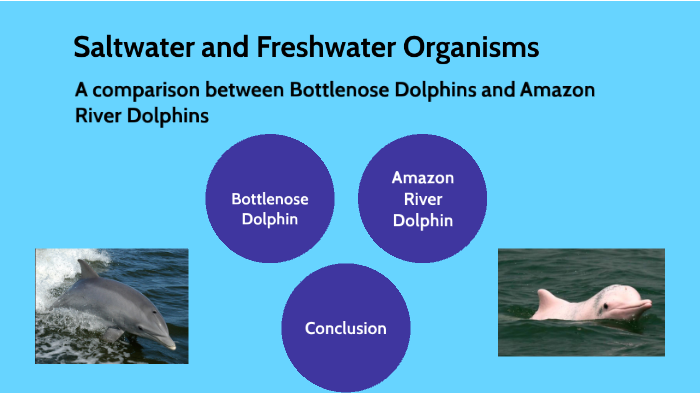 Freshwater and Saltwater Organisms by Alice Cai on Prezi
