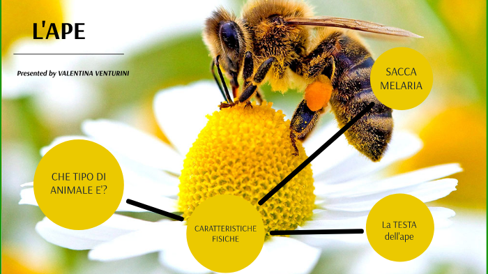 PRESENTAZIONE API DI VALENTINA by Laura Bagnoli on Prezi