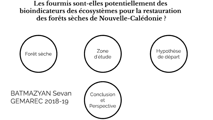 Poster Fourmis NC by Sévan Batmazyan on Prezi