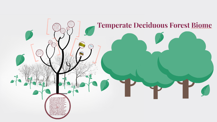 Temperate Deciduous Forest by Cedric Tucker on Prezi