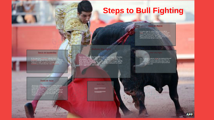 Steps to Bull Fighting by Erika McGriff on Prezi