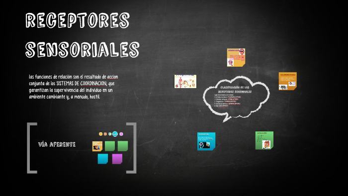 receptores sensoriales by Michelle Coss Garza on Prezi