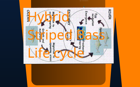 Hybrid Striped Bass Life cycle by Nic Killion on Prezi