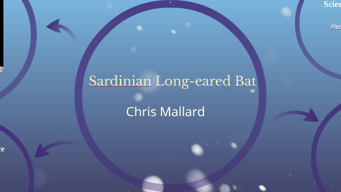 Sardinian Long-eared Bat by Christopher Mallard on Prezi