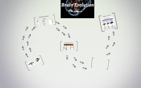 Brain Evolution by on Prezi