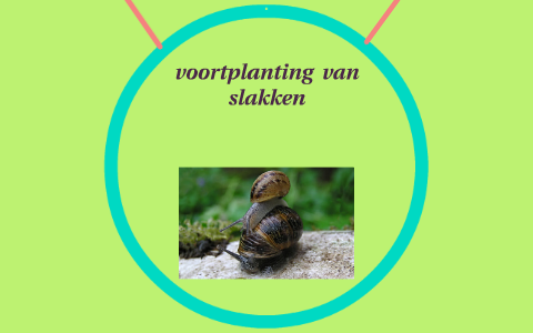 voortplanting van slakken by on Prezi