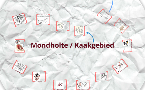 Mondholte / Kaak by Radboud Hoffmann on Prezi