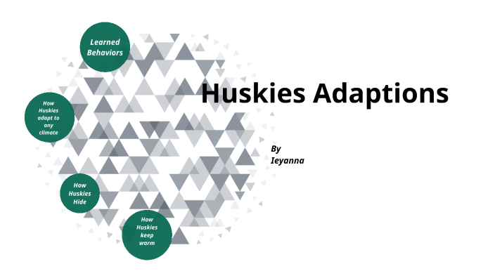 Huskies Adaptations by ieyanna david on Prezi
