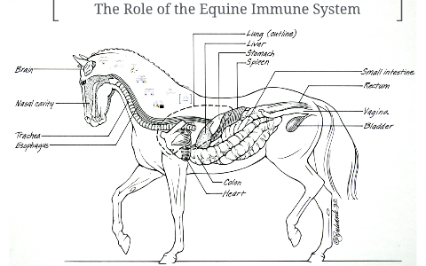 The Equine Immune System by Debbie Ogden on Prezi