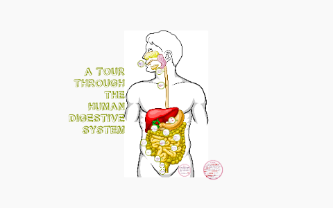 A Tour Through the Digestive System by Sydney Martin on Prezi