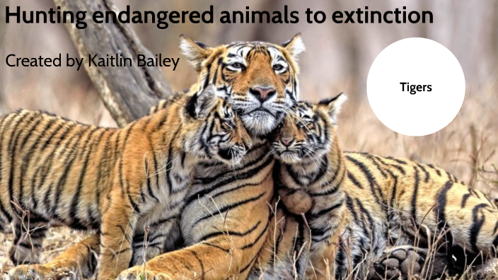 Hunting endangered animals to extinction by Kaitlin Bailey on Prezi