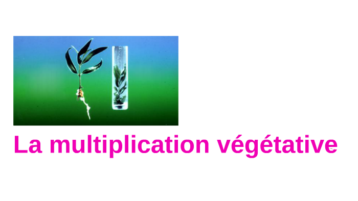 La multiplication végétative by MSALMI Aymen on Prezi